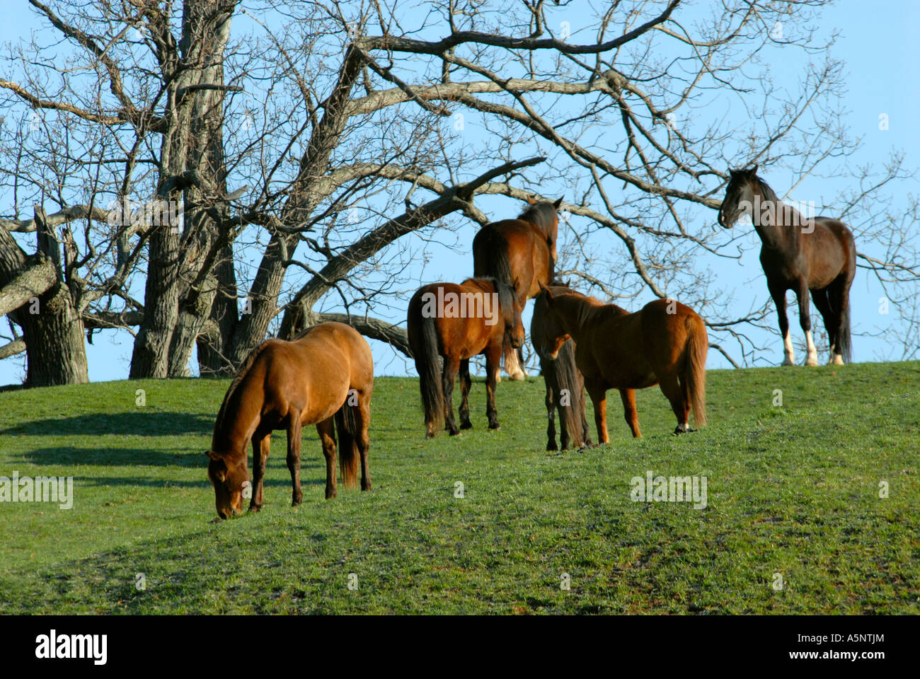 Spring horse pasture Stock Photo - Alamy