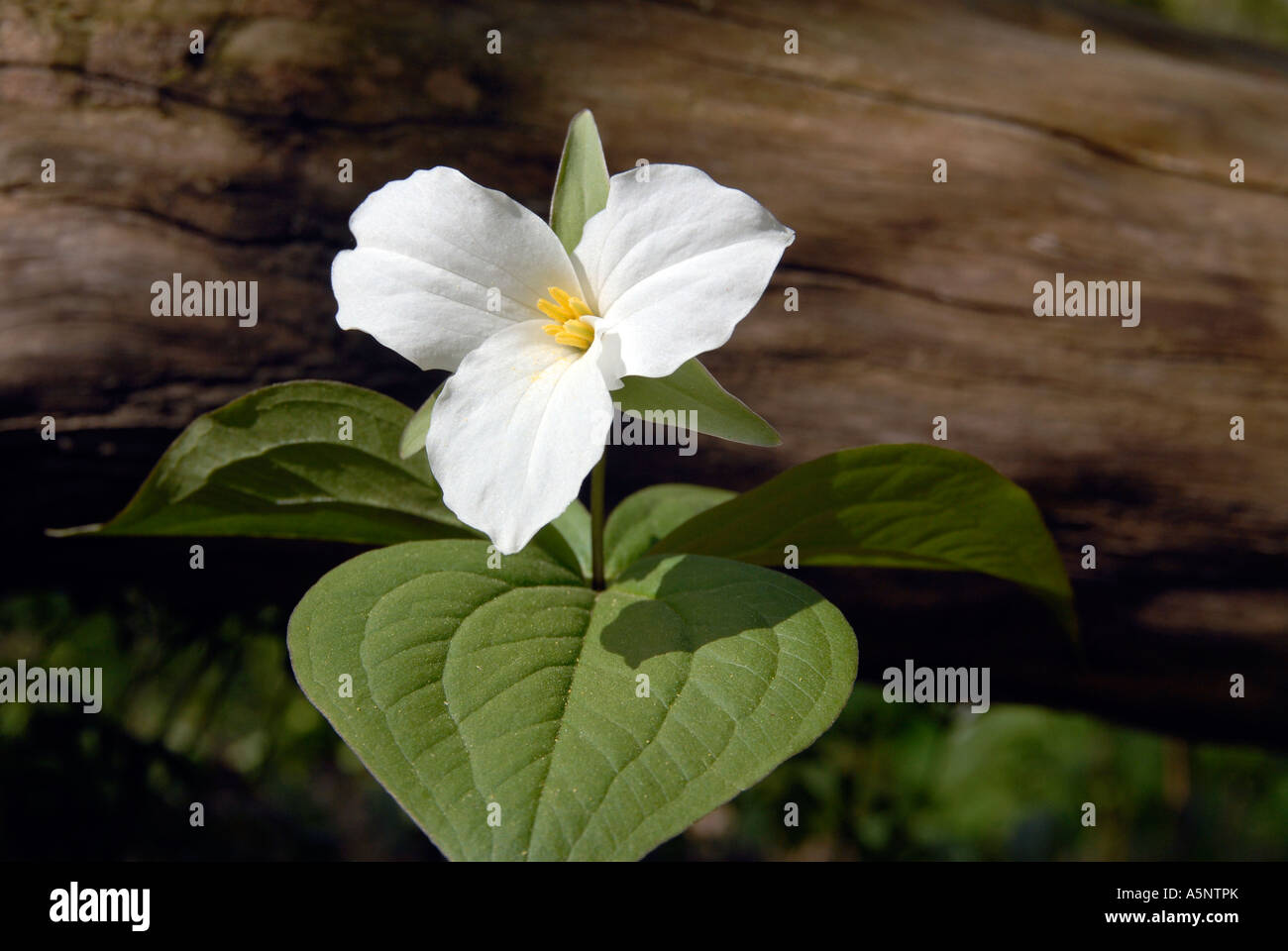 Blooming trillium in natural environment of Carolinian forest Stock ...