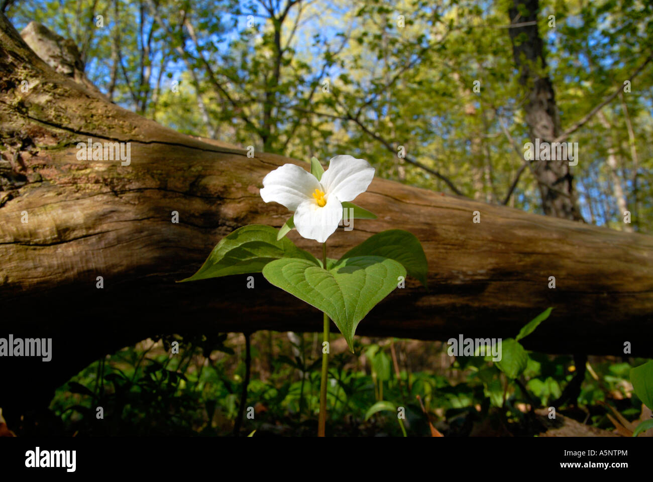 Blooming trillium in natural environment of Carolinian forest Stock ...
