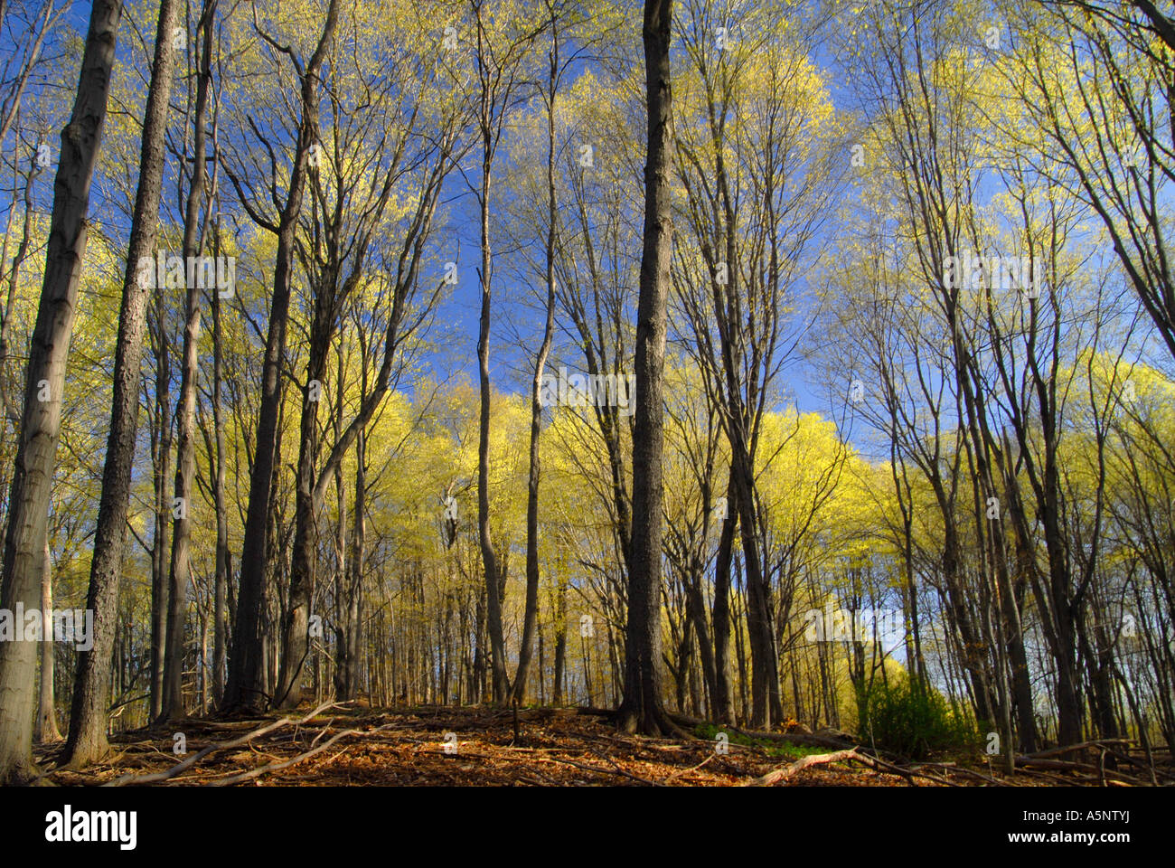 Carolinian forest hi-res stock photography and images - Alamy