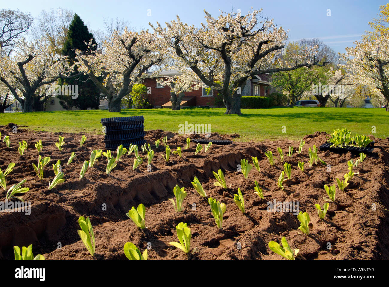 Spring vegetable planting Stock Photo - Alamy