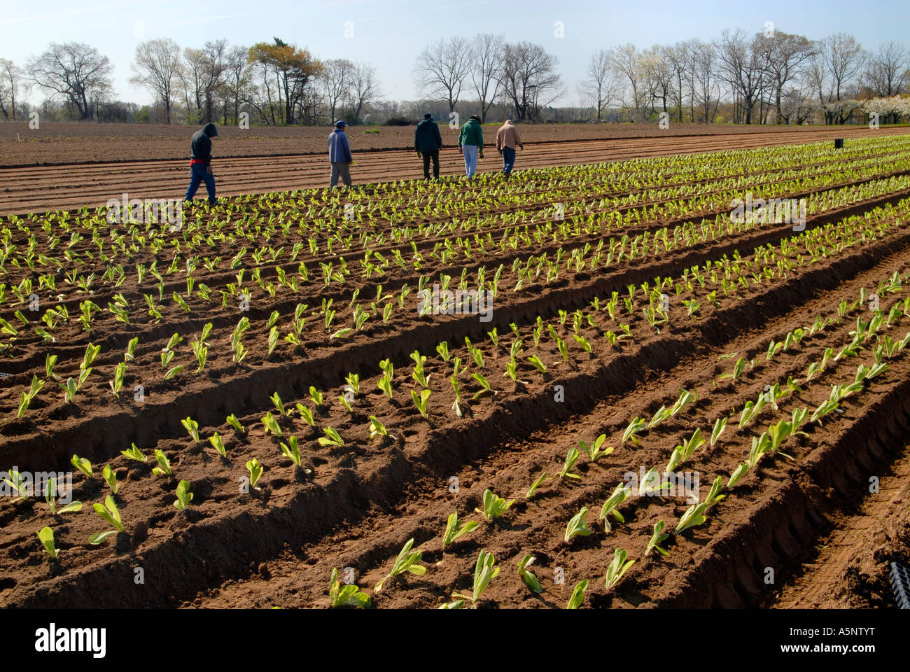 Spring vegetable planting Stock Photo - Alamy