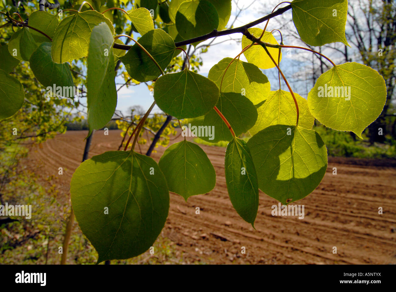 Spring scene with aspen leaves Stock Photo - Alamy