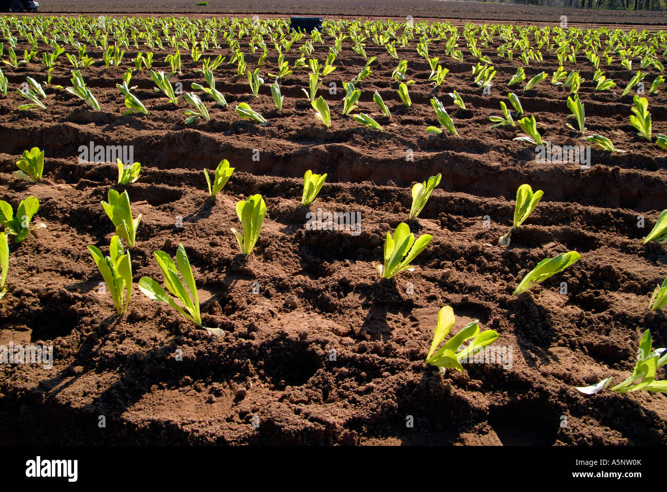 Ontario tree planting hi-res stock photography and images - Alamy