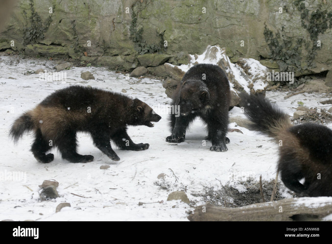 Wolverine in snow hi-res stock photography and images - Alamy