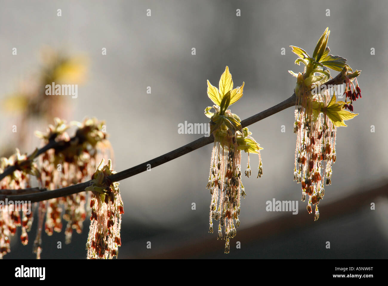 Tree buds of Manitoba Maple Stock Photo - Alamy