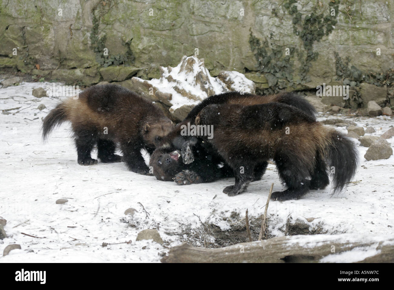 wolverine in snow Stock Photo - Alamy