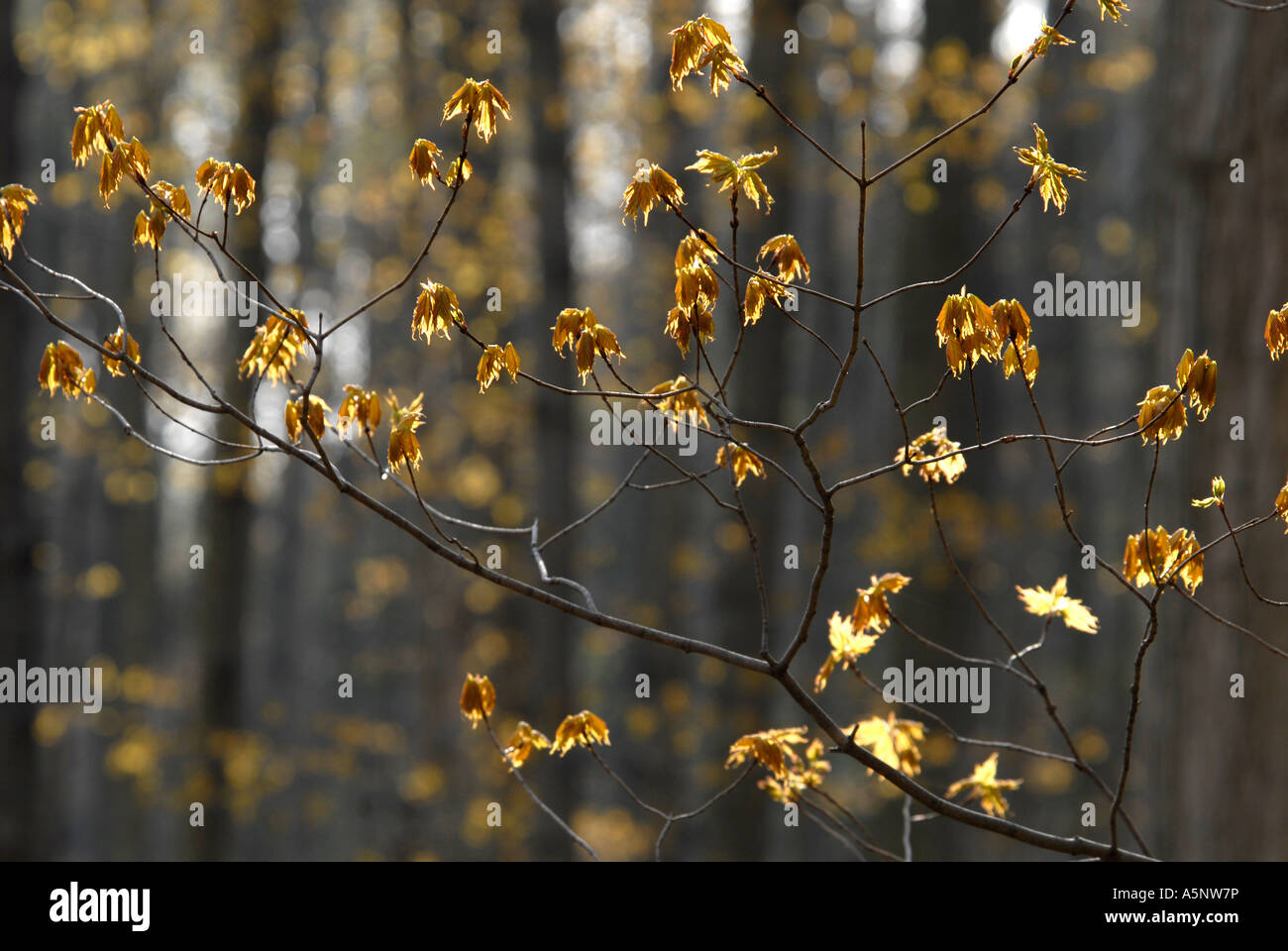 Carolinian forest tree hi-res stock photography and images - Alamy