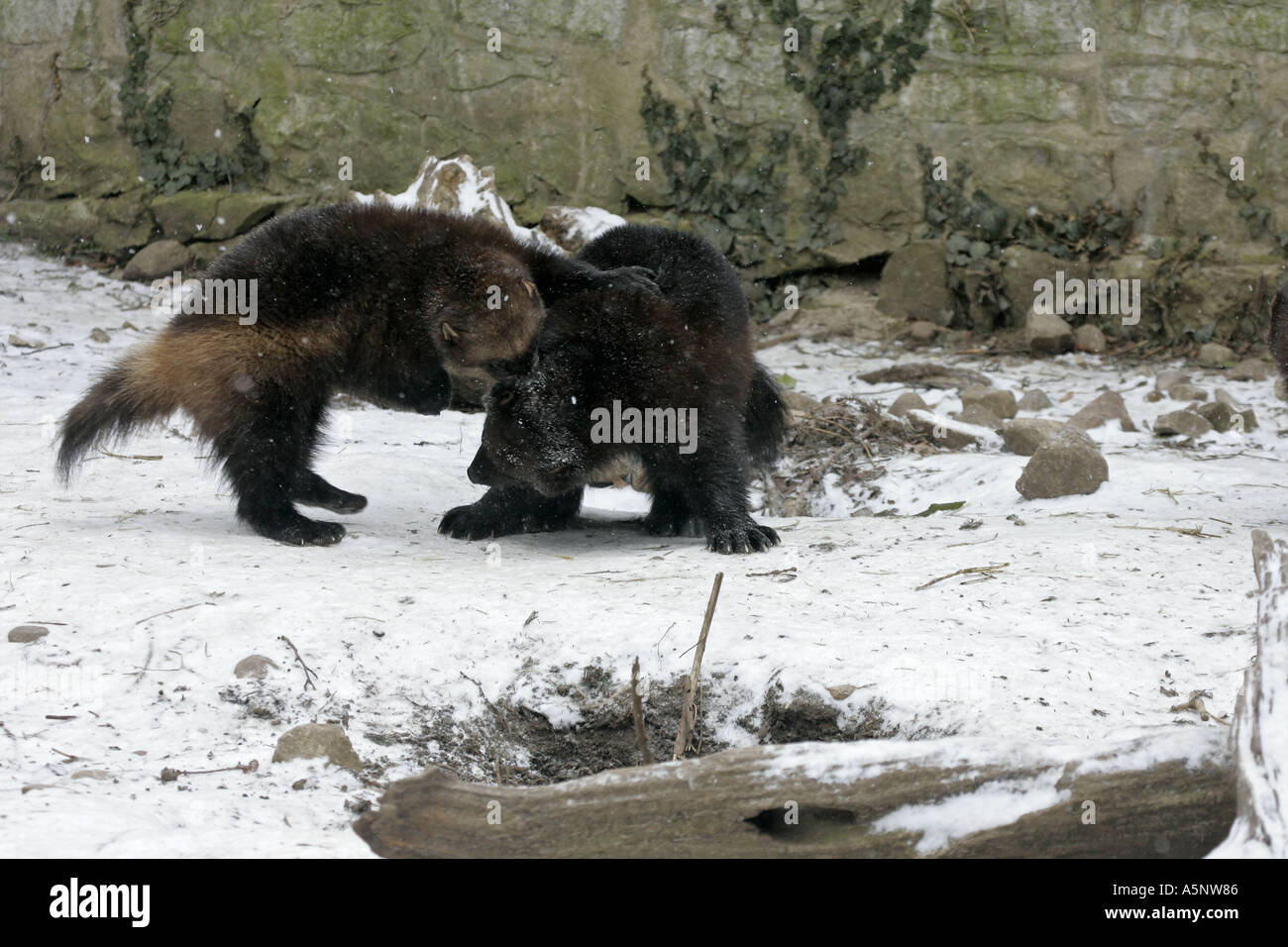 wolverine in snow Stock Photo - Alamy