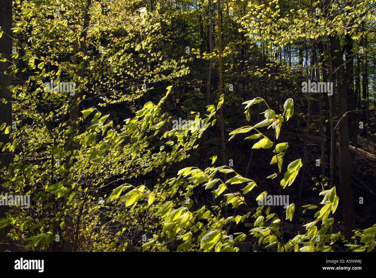 Carolinian forest tree hi-res stock photography and images - Alamy