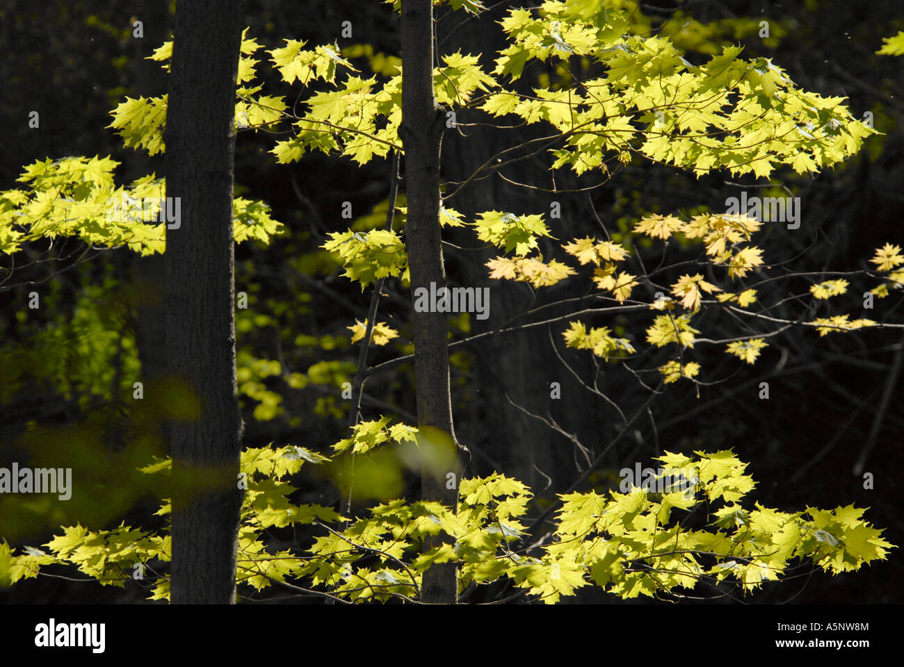Spring maple tree foliage in Carolinian Forest Stock Photo - Alamy