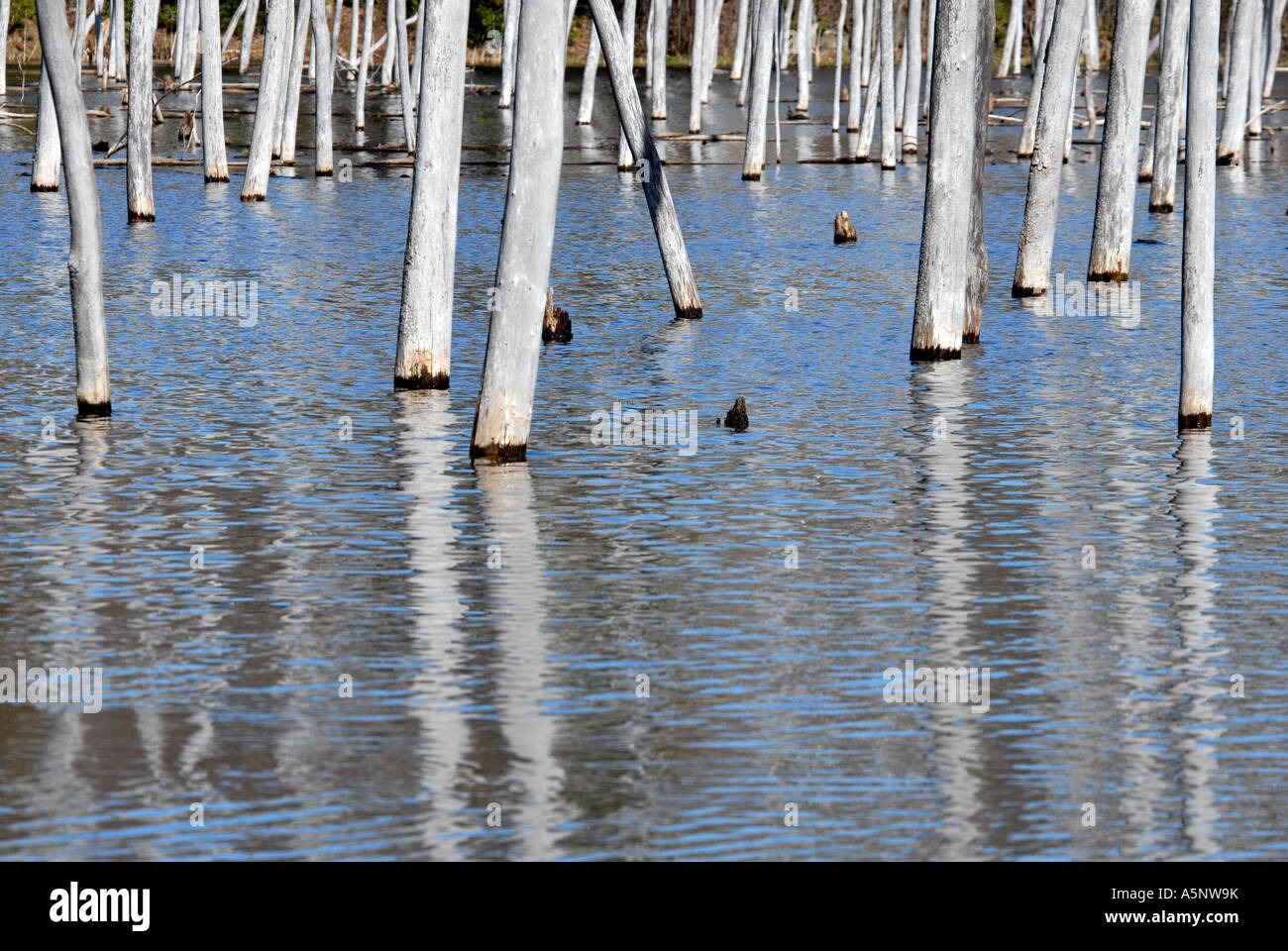 Northern ontario habitat hi-res stock photography and images - Alamy