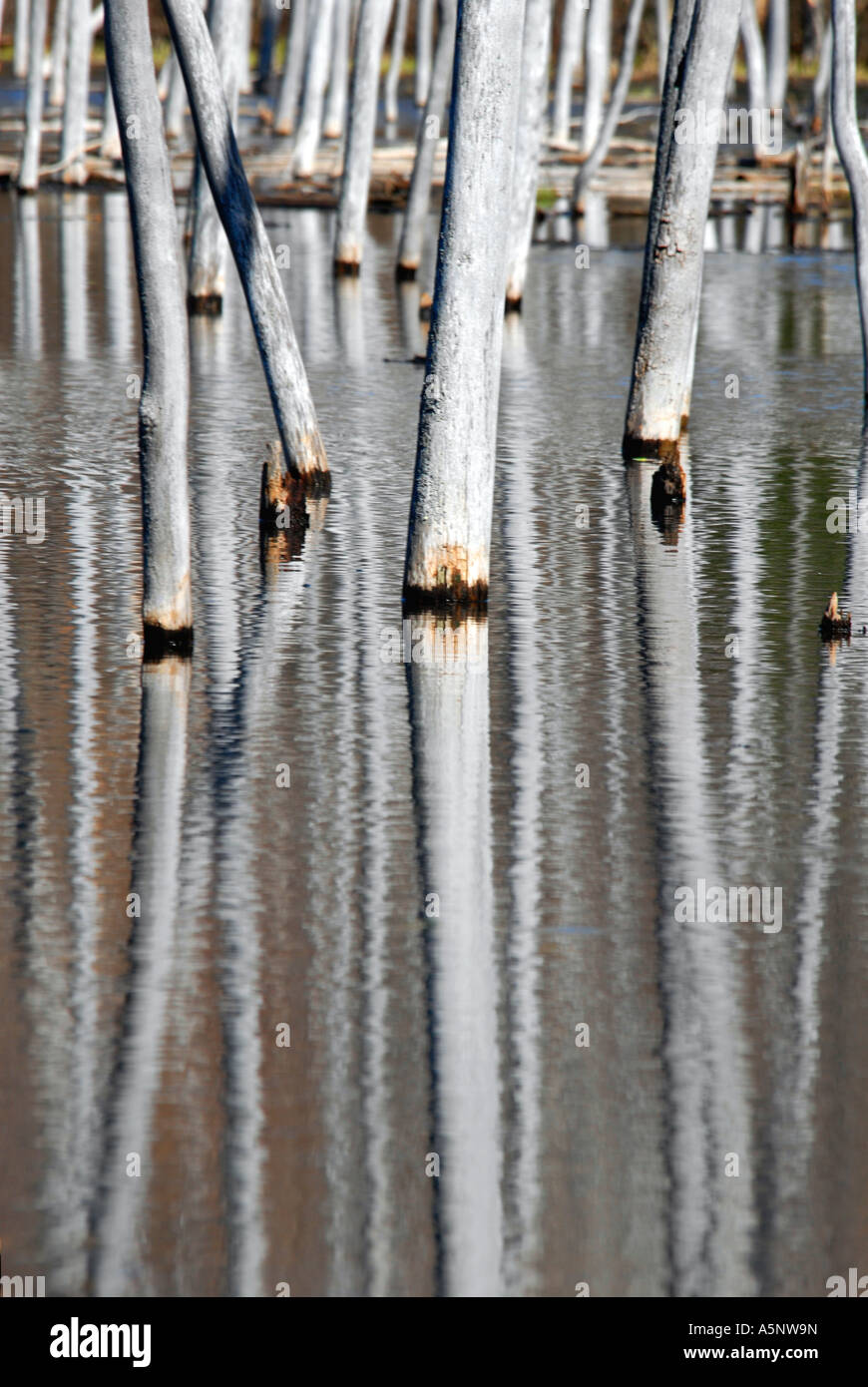 Northern ontario habitat hi-res stock photography and images - Alamy