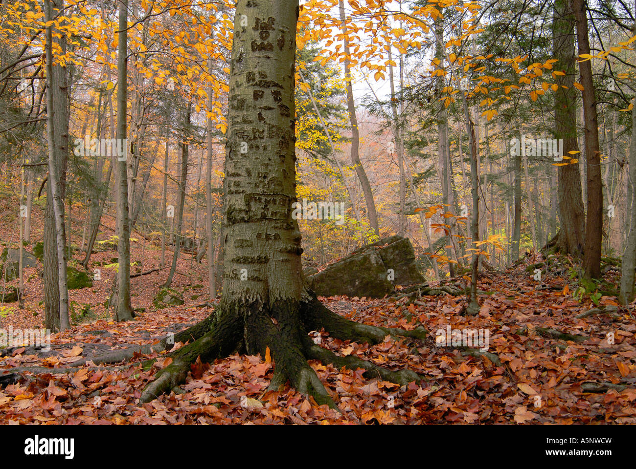 Engraved tree trunk Stock Photo - Alamy