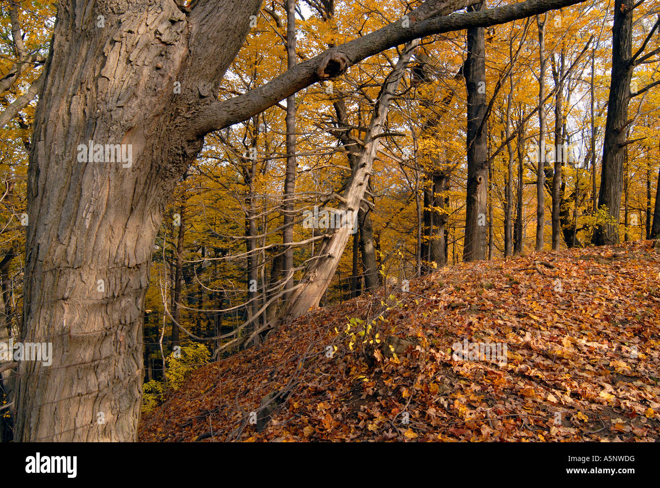 Colors of fall season on the edge of Niagara Escarpment Stock Photo - Alamy