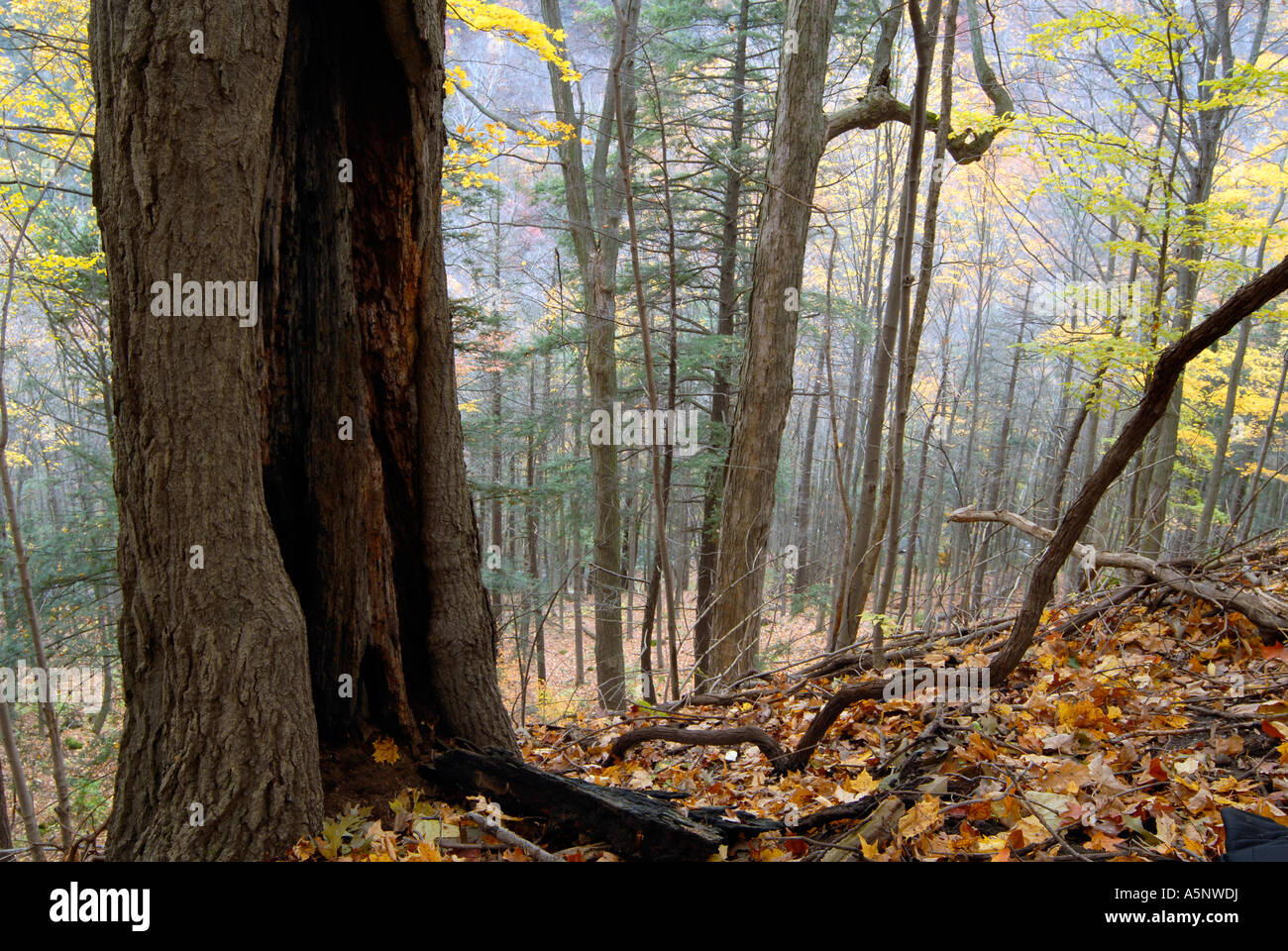 Colors of fall season on the edge of Niagara Escarpment Stock Photo - Alamy