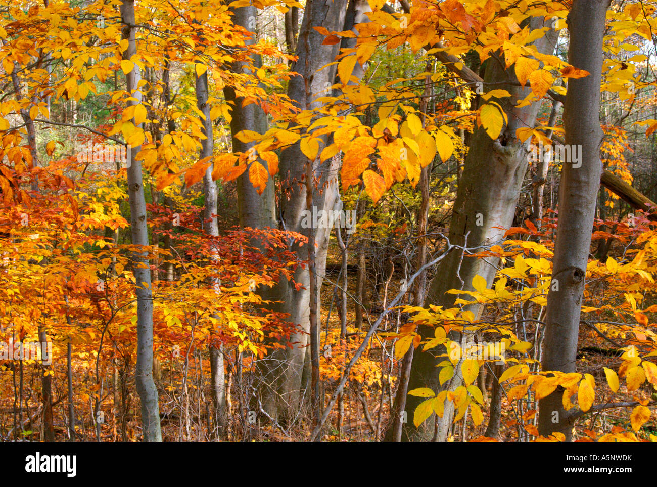 Beech tree fall colors hi-res stock photography and images - Alamy