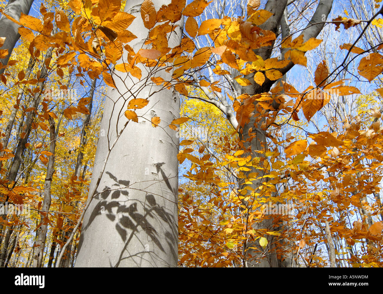 Beech tree fall colors hi-res stock photography and images - Alamy