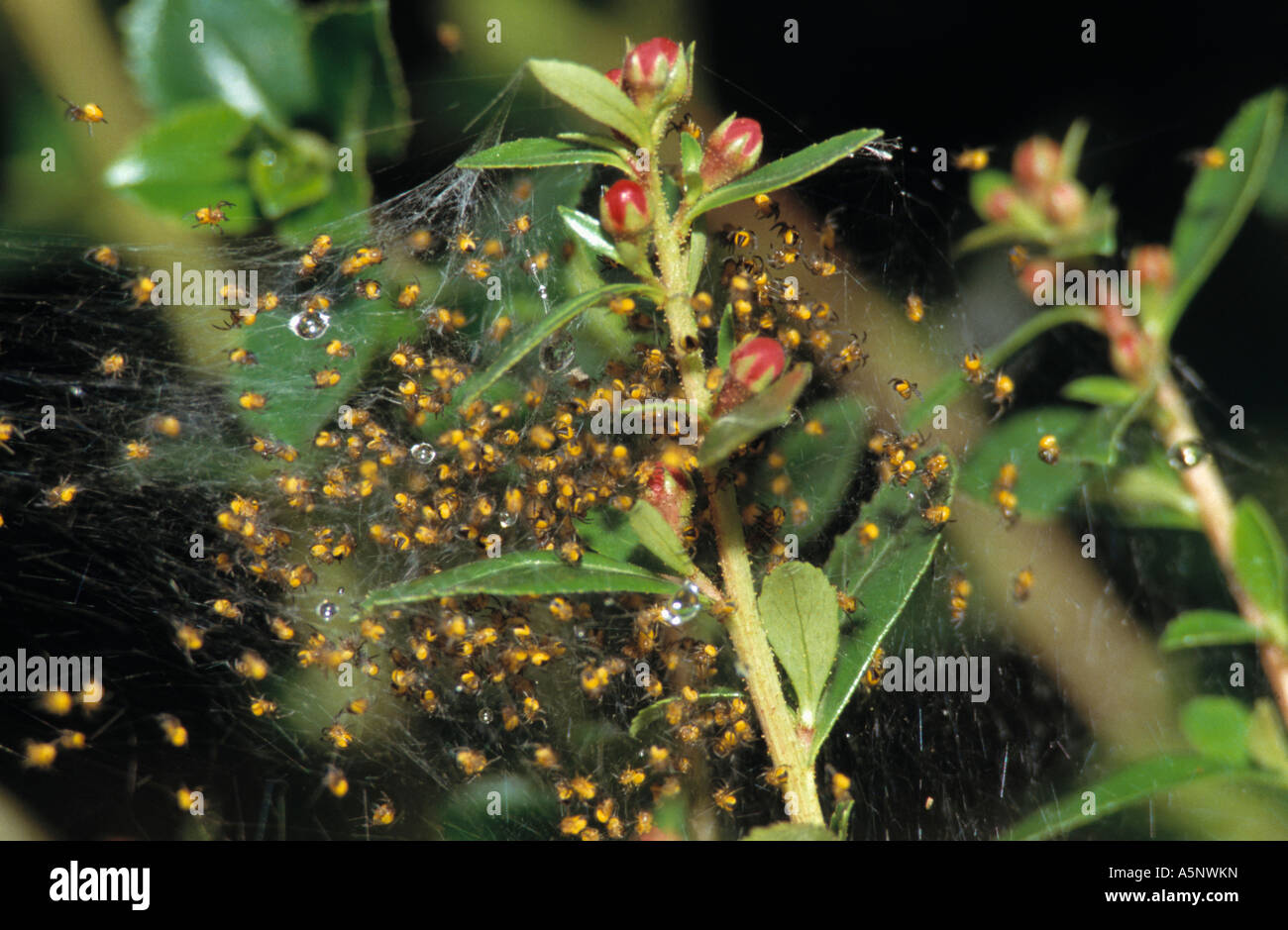Spider's web on green plant Stock Photo - Alamy