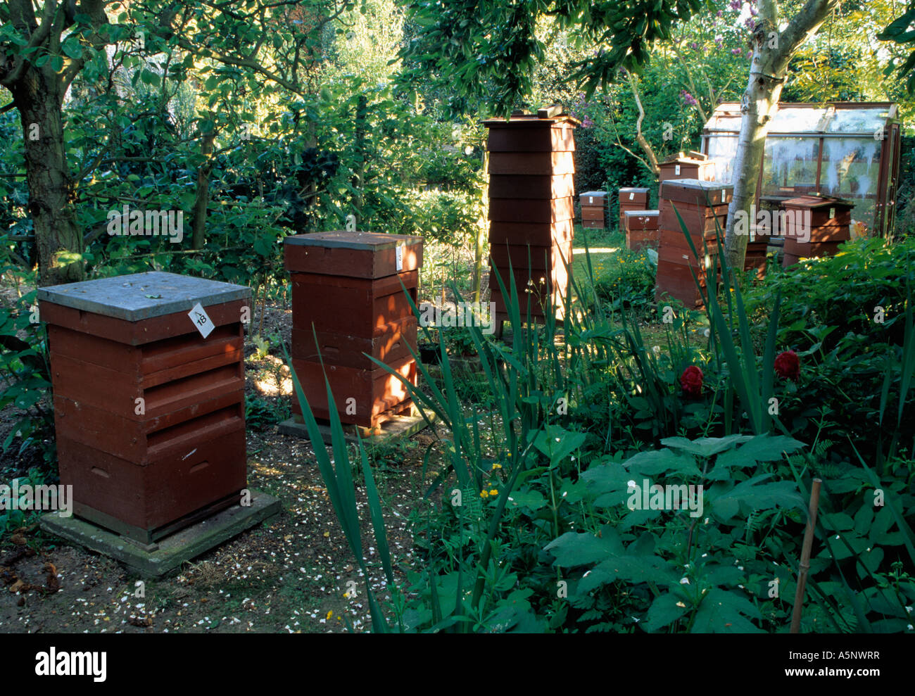 Backyard beehives hi-res stock photography and images - Alamy
