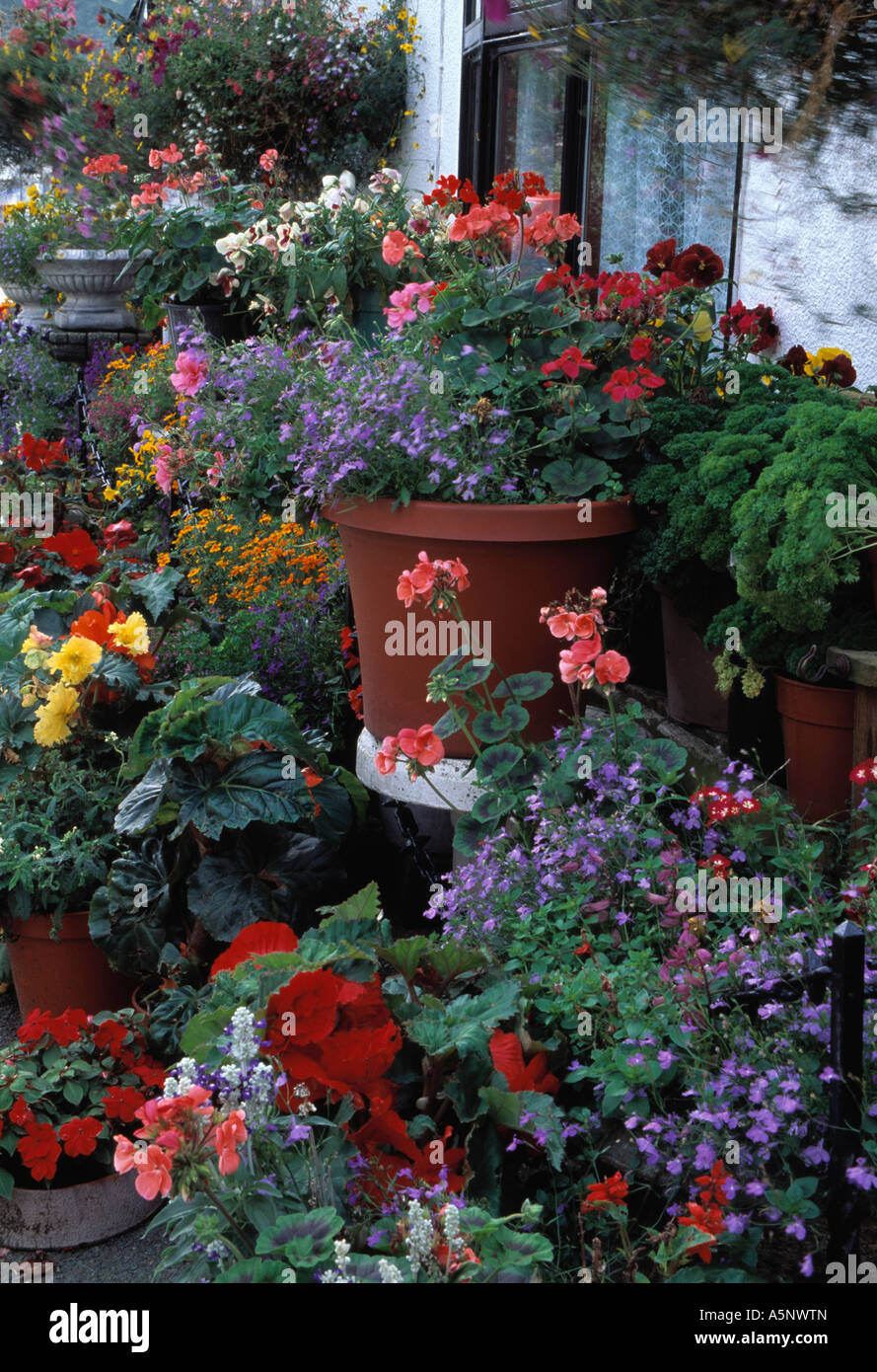 red and yellow begonias and geraniums in pots with blue lobelia Stock ...