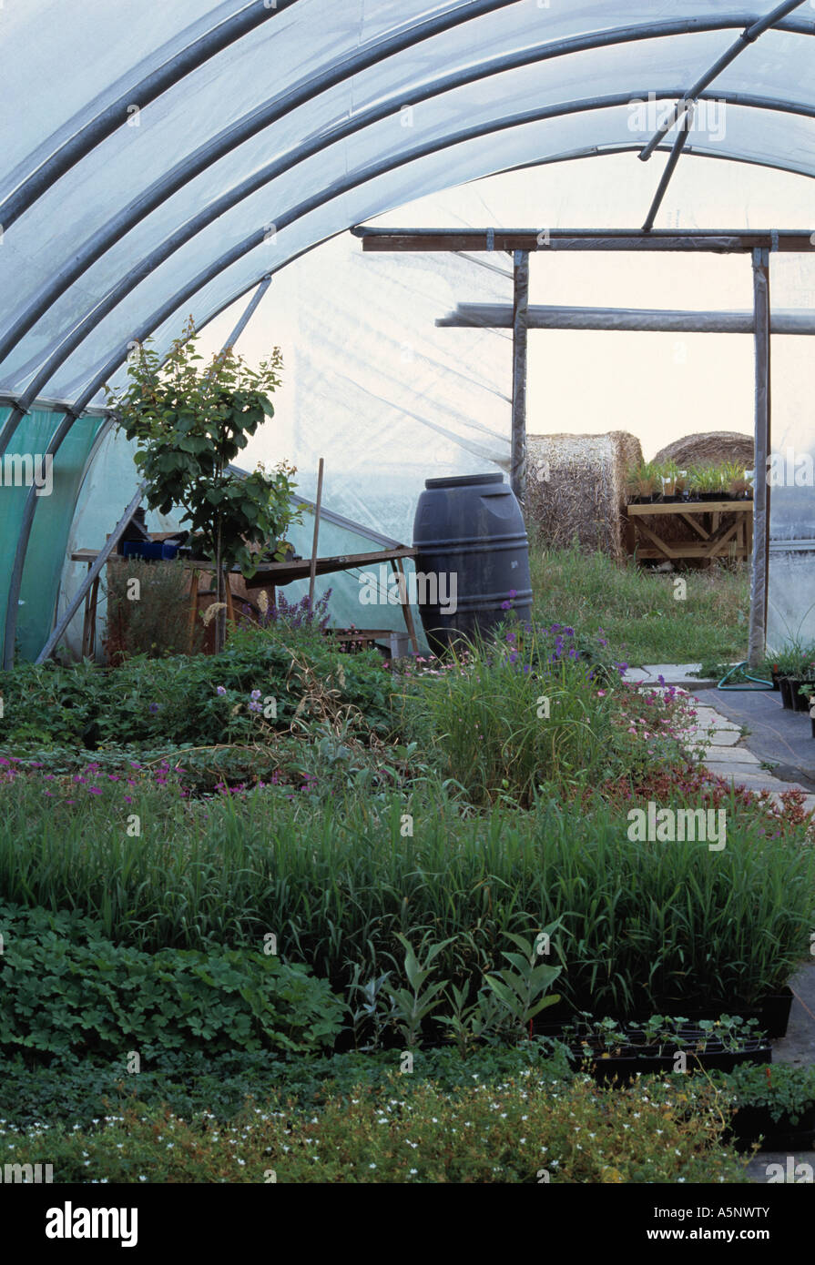 Plants growing in polytunnel with barrel at entrance Stock Photo - Alamy