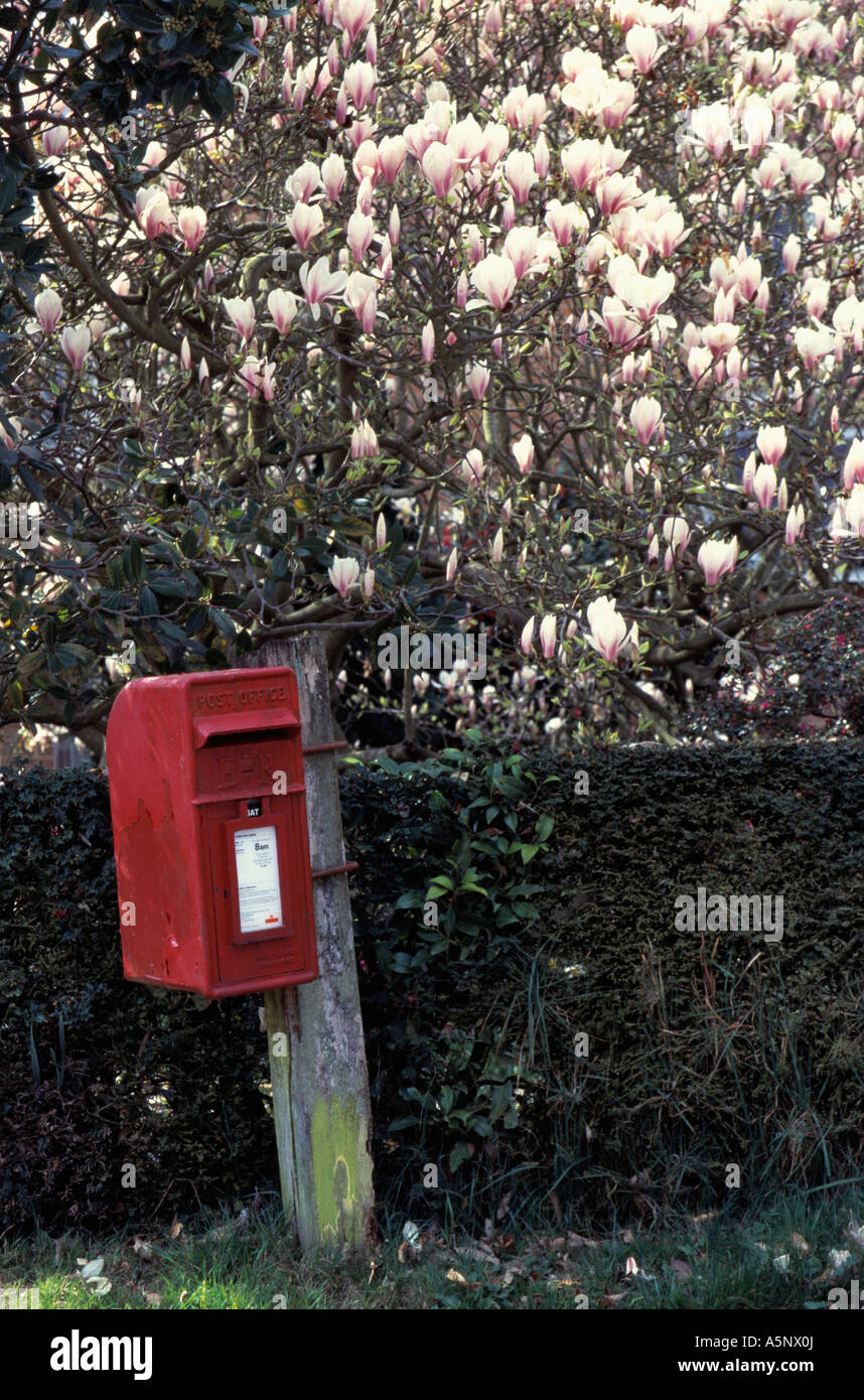 Red British letterbox with pink magnolia tree in background Stock Photo ...