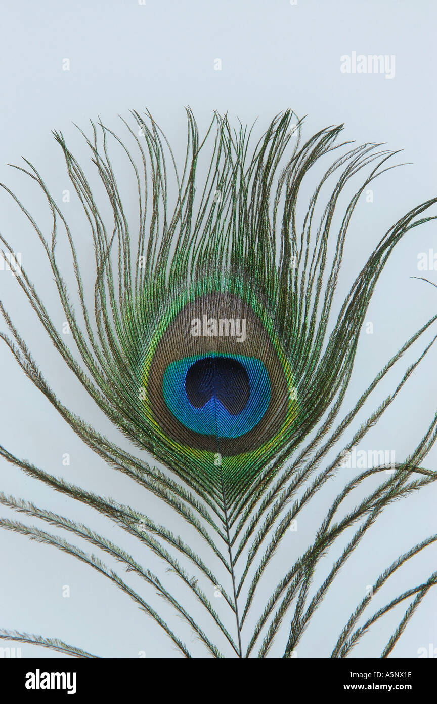 Peacock male tail feather Pavo cristatus Blauer Pfau maennlich ...