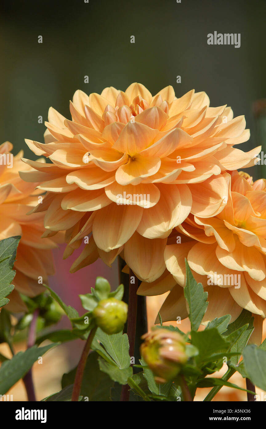 Dahlia Dahlia hybrida Dahlie Stock Photo - Alamy