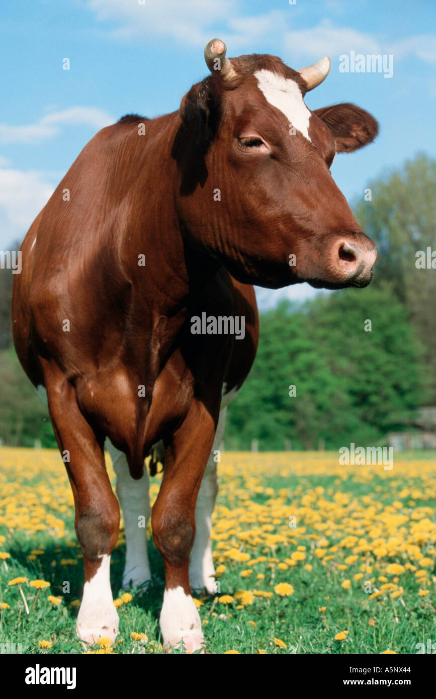 Kuh steht auf der weide hi-res stock photography and images - Alamy