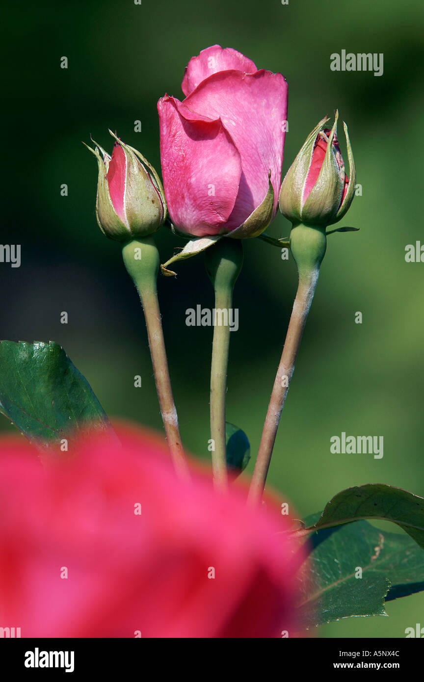 Garden rose rosa spec hi-res stock photography and images - Alamy