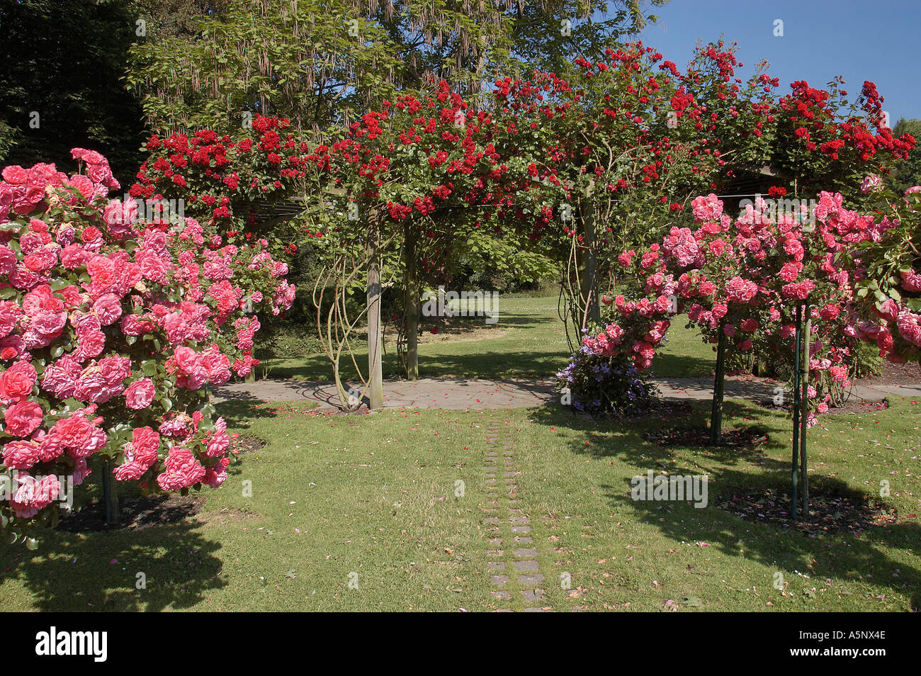 Rose garden North Rhine Westfalia Germany Rosa spec Hochstammrosen in ...