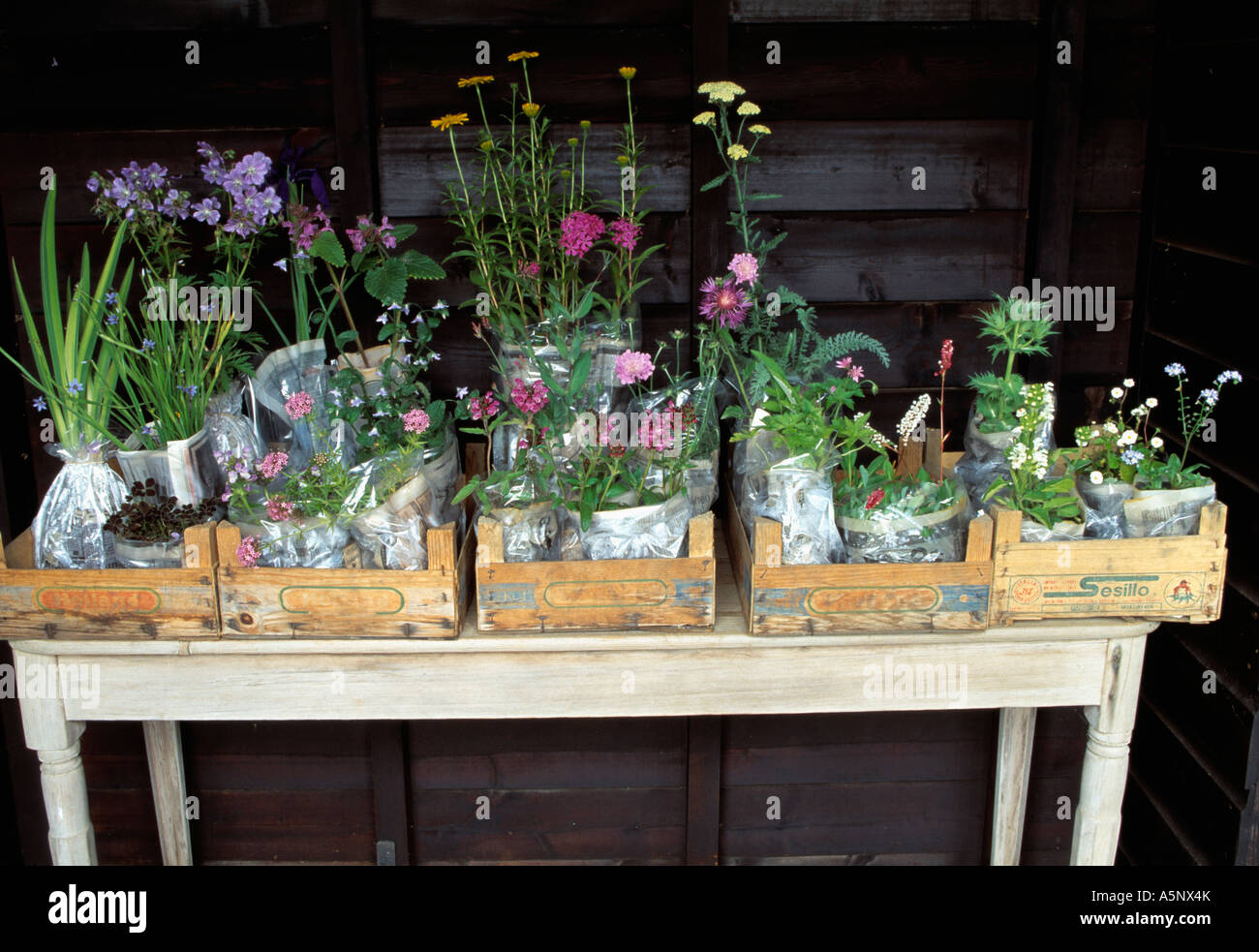 Boxes of plants for sale at Herton House Northumberland Stock Photo - Alamy