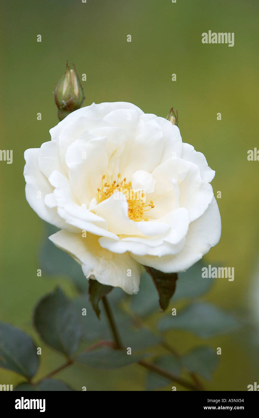 Rose blossom Rosa spec Rosenbluete Stock Photo - Alamy