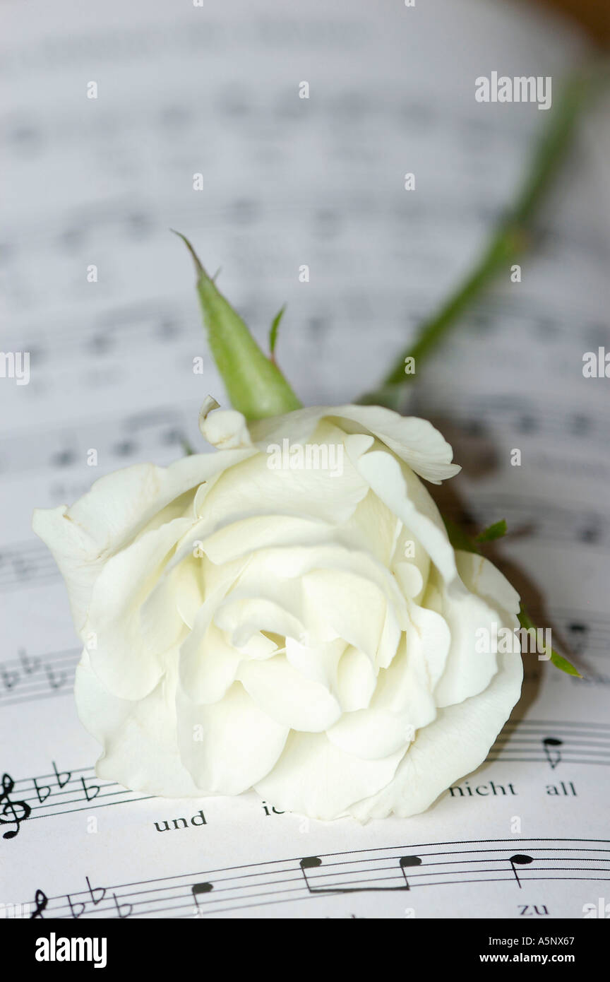Single White Rose On Music