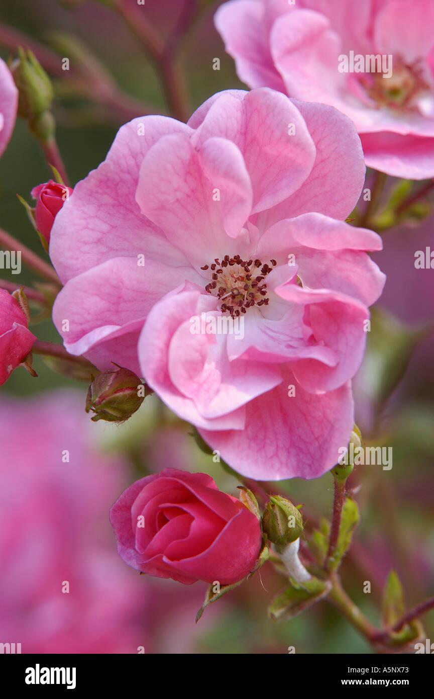 Garden rose rosa spec hi-res stock photography and images - Alamy