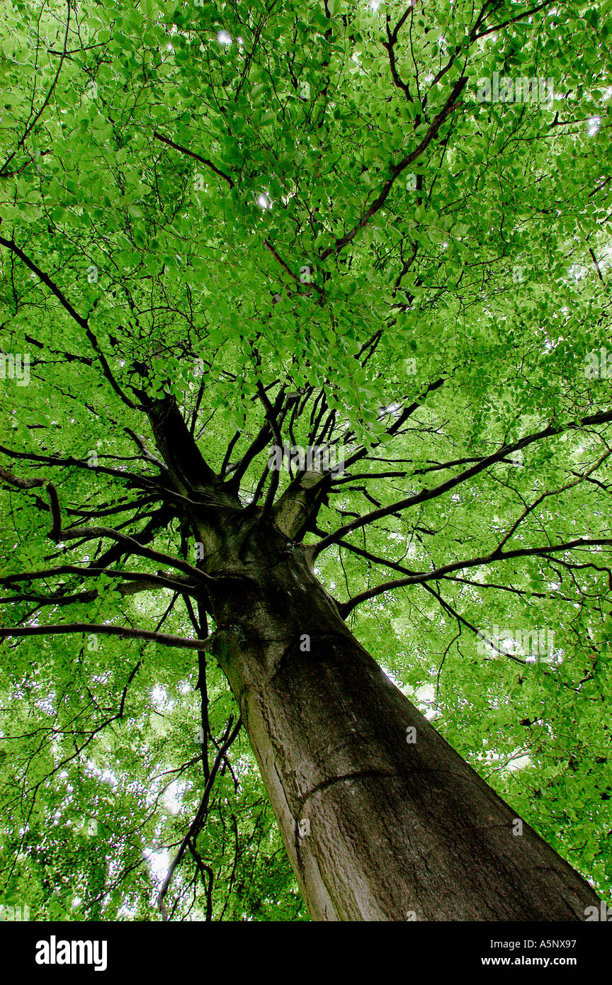 Beech in spring North Rhine Westphalia Germany Fagus sylvatica Rotbuche ...