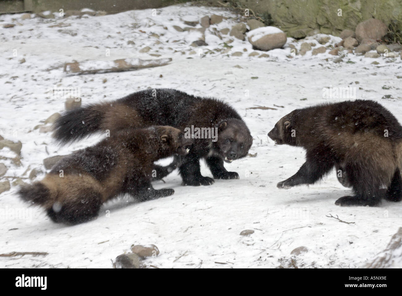 wolverine in snow Stock Photo - Alamy