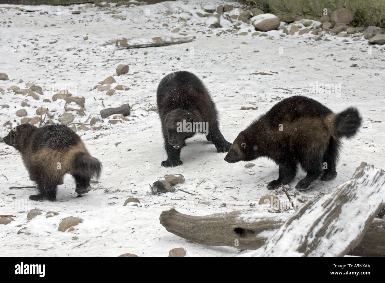 wolverine in snow Stock Photo - Alamy