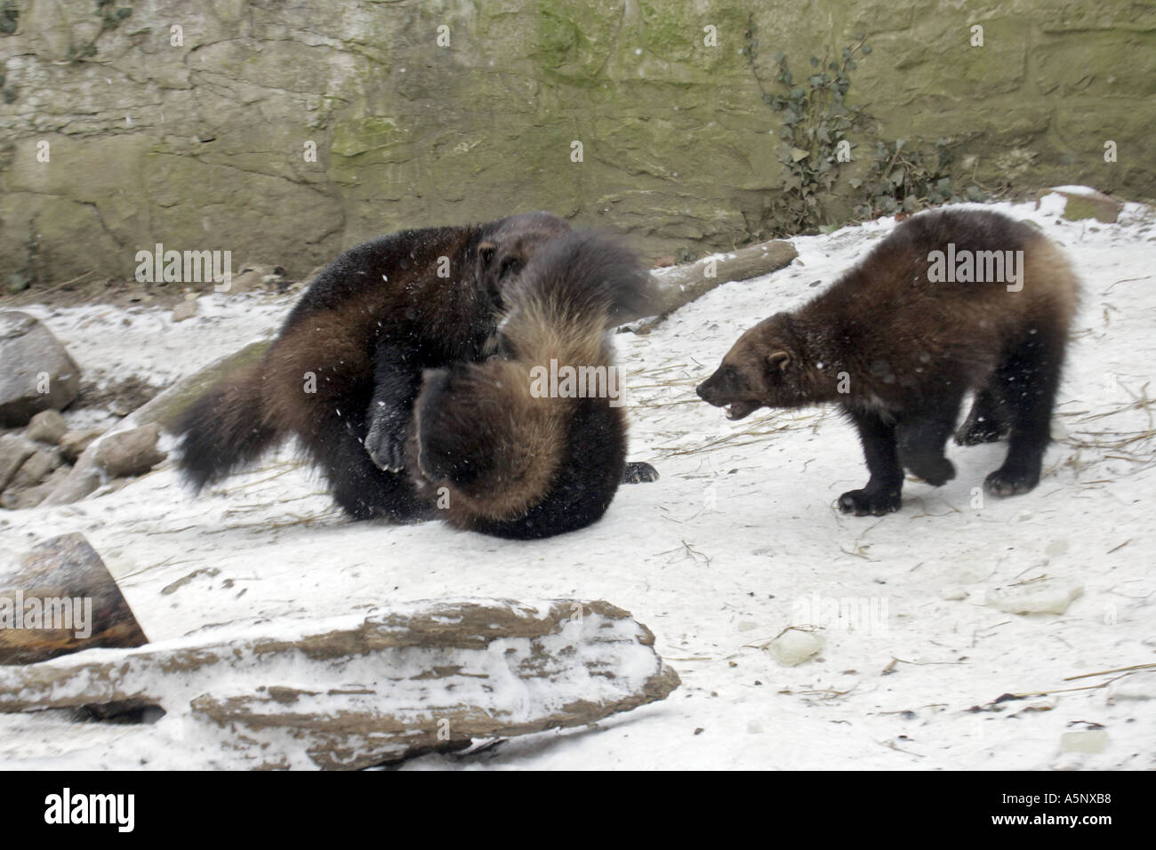wolverine in snow Stock Photo - Alamy
