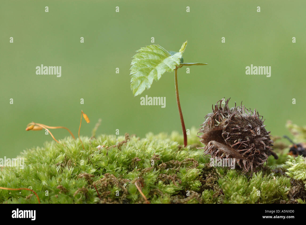 Beech seedling and beechnut North Rhine Westphalia Germany Fagus ...
