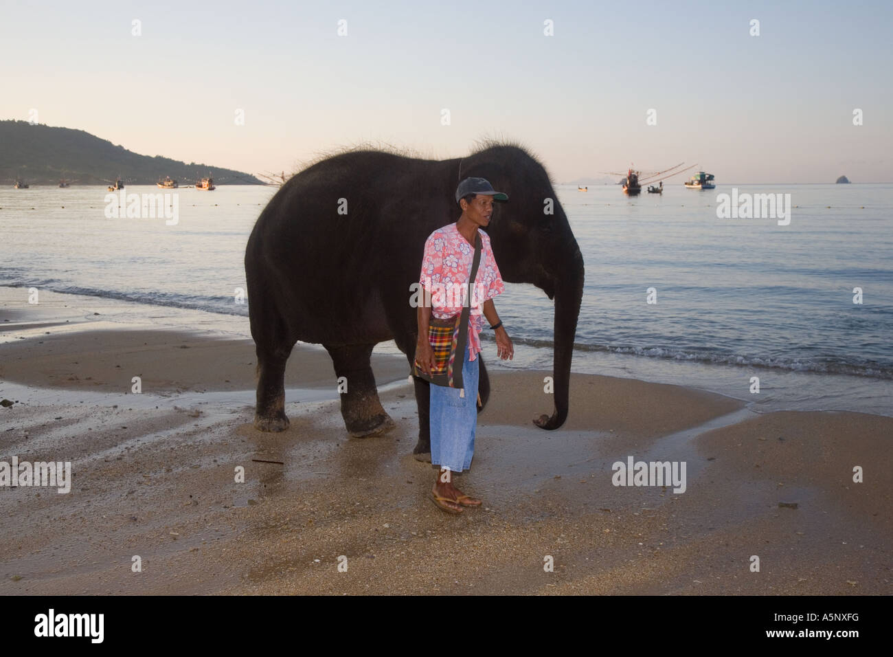 Young 4 year old Asian Elephant 'Rara' bathing in the sea with mahoot ...
