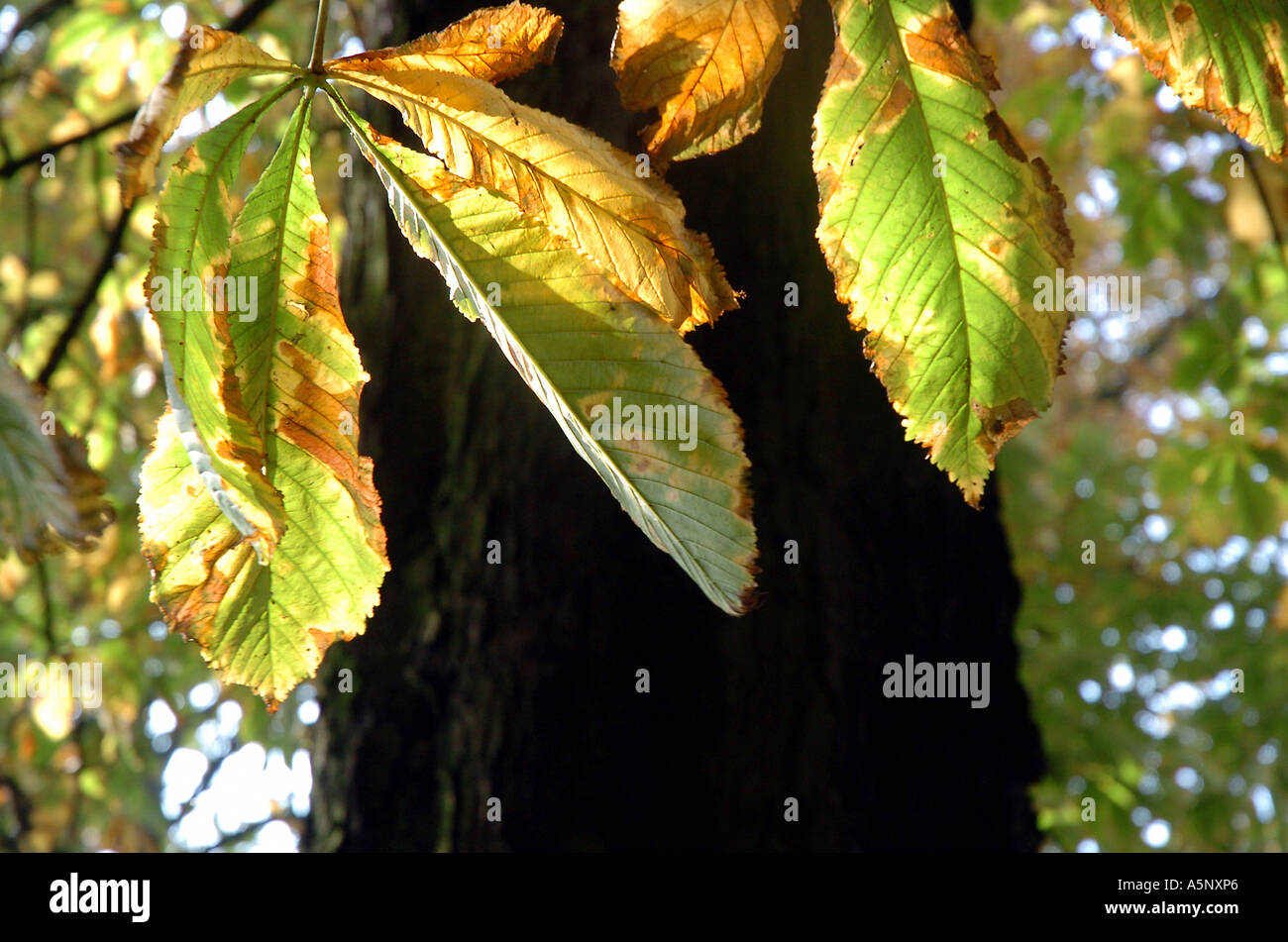 Sweet chesnut leaves hi-res stock photography and images - Alamy