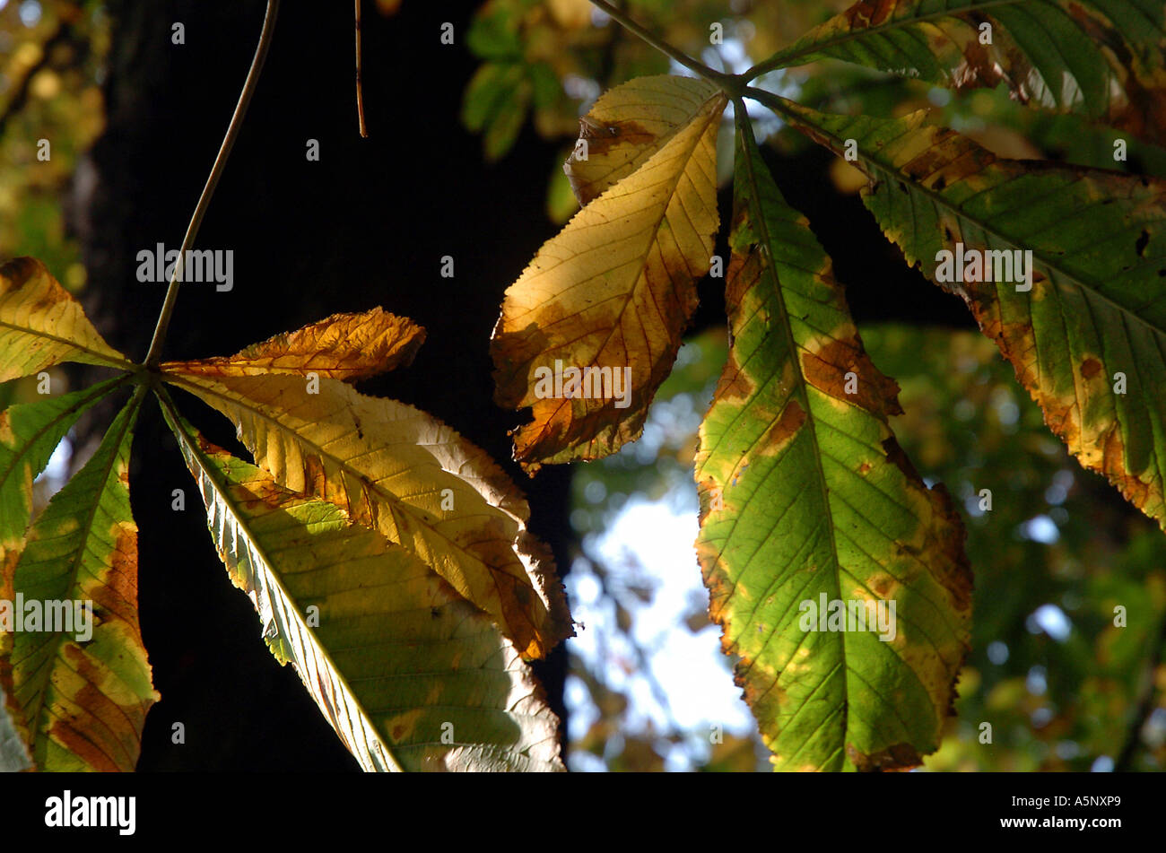 A sweet chestnut tree in early autumn Stock Photo - Alamy