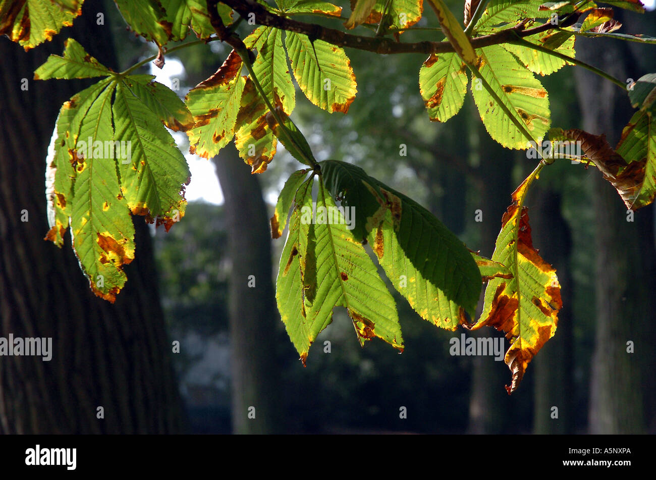 Sweet chesnut leaves hi-res stock photography and images - Alamy