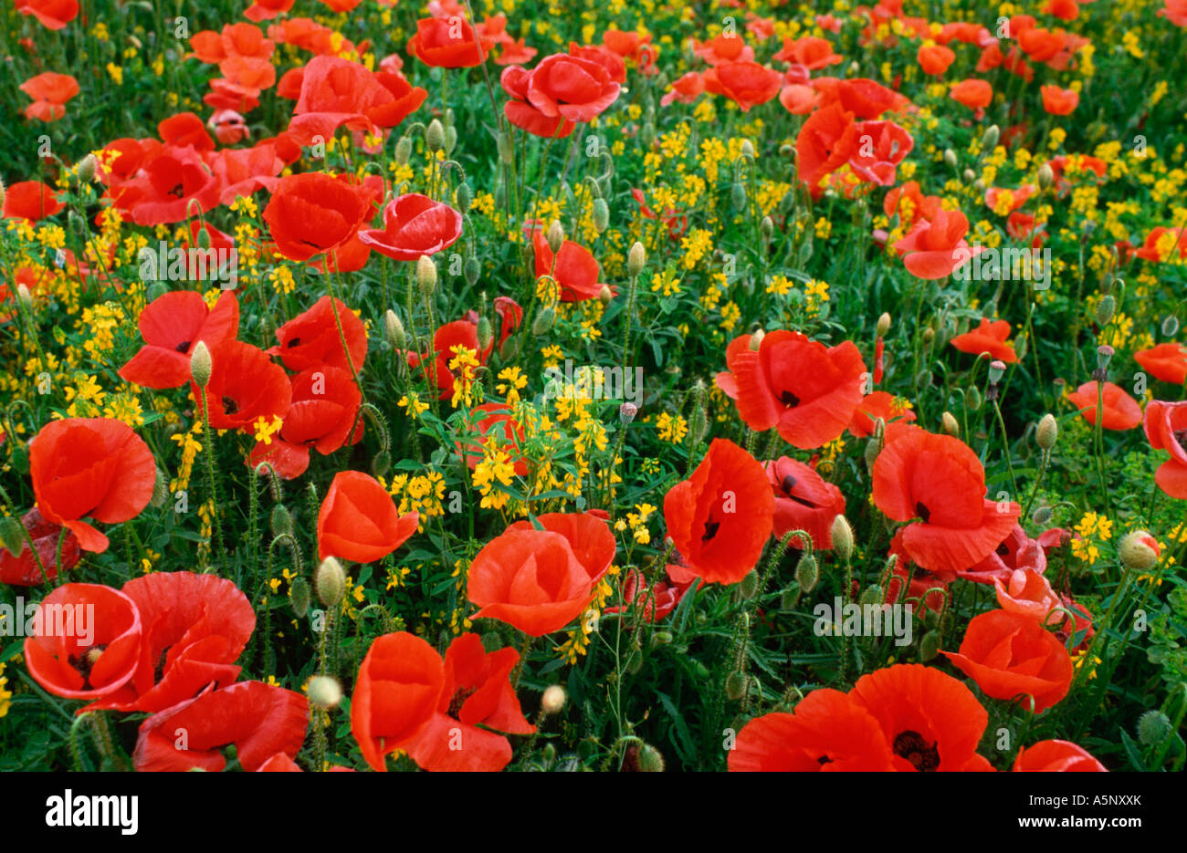 Common Poppy Stock Photo - Alamy