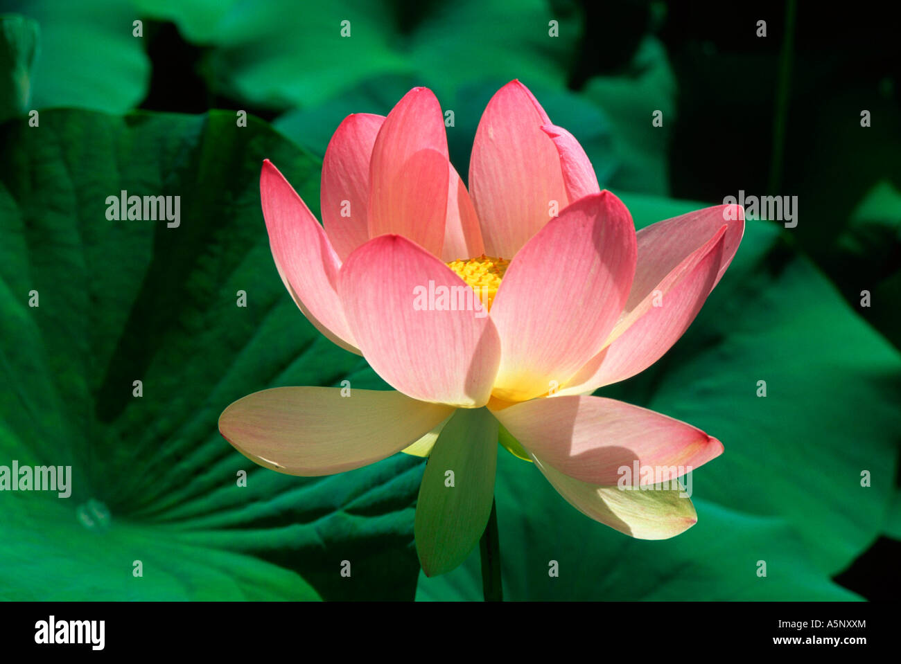 Indian Lotus Stock Photo - Alamy