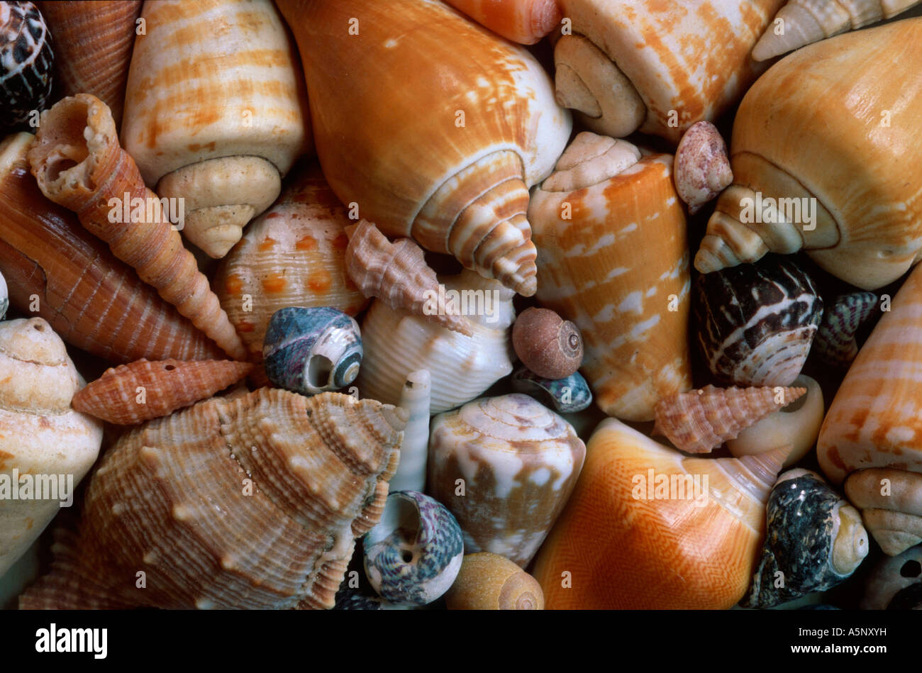 Snail shells Stock Photo - Alamy