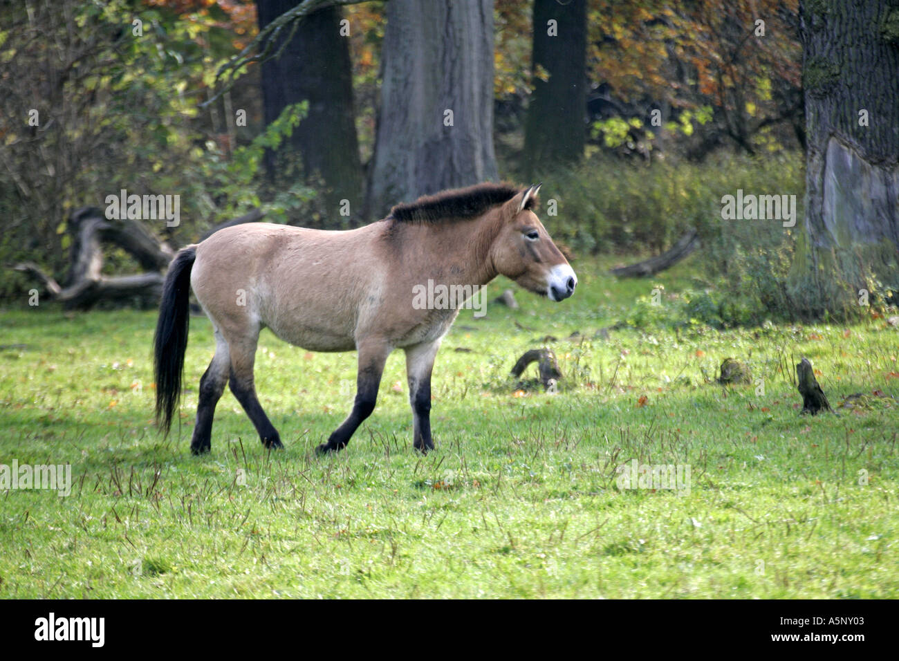 Rasse pferde hi-res stock photography and images - Alamy