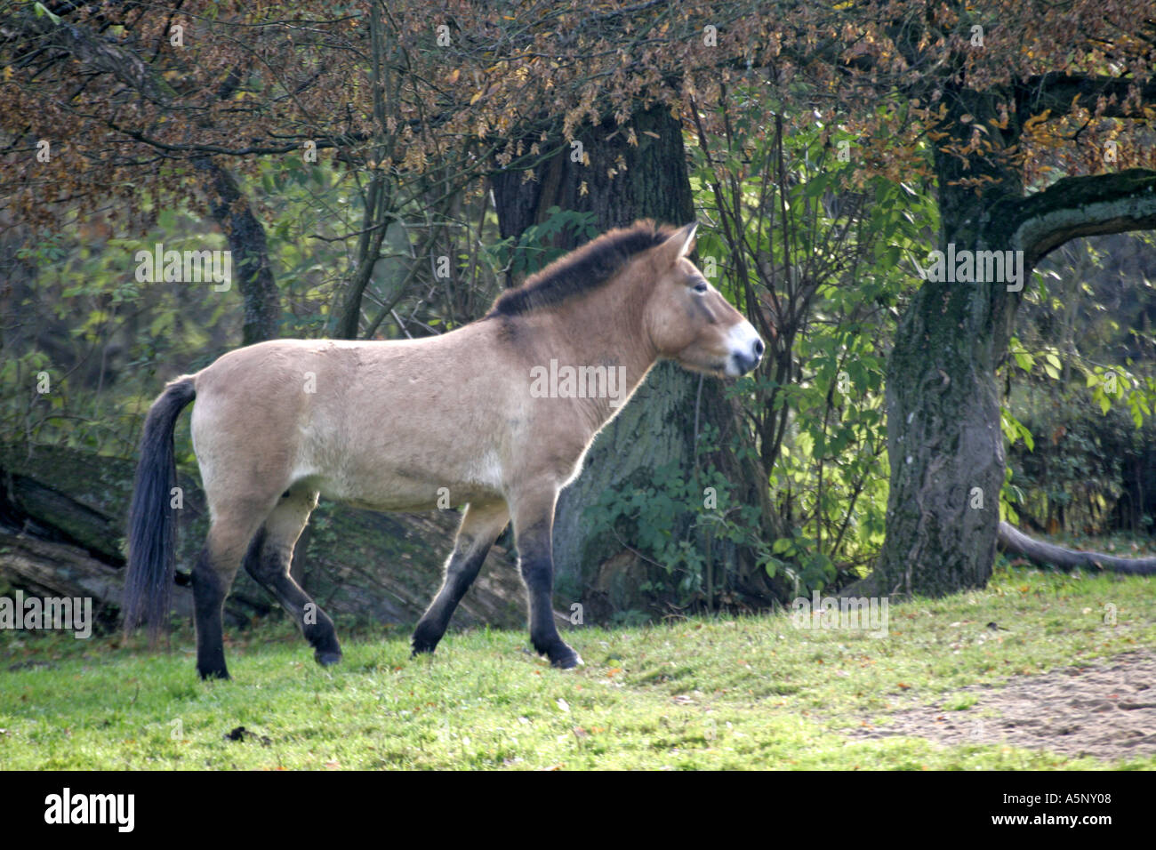 Pferde kopf hi-res stock photography and images - Alamy